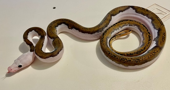 White Headed Sunfire Pied Poss Het Albino Reticulated Python by Balthozar, LLC