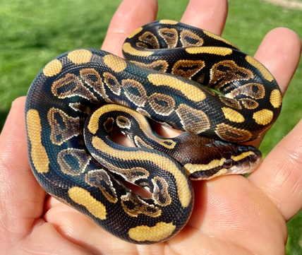 🧩Super Pastel Stranger Puzzle🧩 Ball Python by Balthozar, LLC - MorphMarket