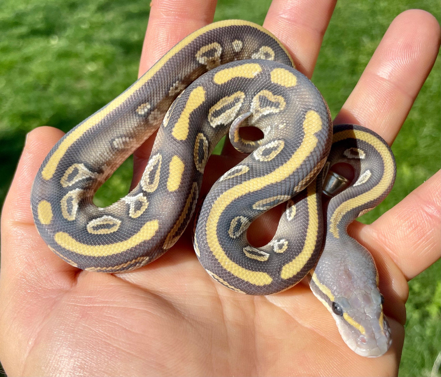 🧩Redhead Mojave Hypo Het Puzzle🧩 Ball Python by Balthozar, LLC - MorphMarket