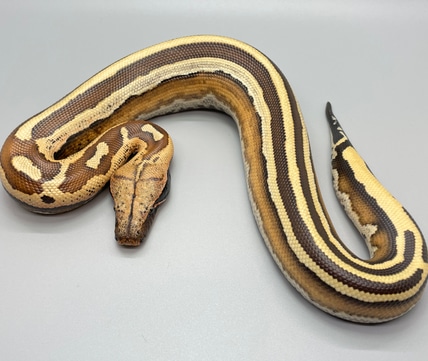 PIED BLOOD 66% Het T- Albino Blood Python by Balthozar, LLC - MorphMarket
