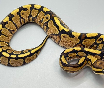🧩Super Pastel Stranger Puzzle🧩 Ball Python by Balthozar, LLC - MorphMarket
