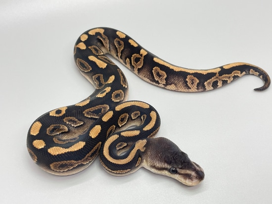 🧩Cinnamon Wookie YB 💯% Het Puzzle 🧩 Ball Python by Balthozar, LLC