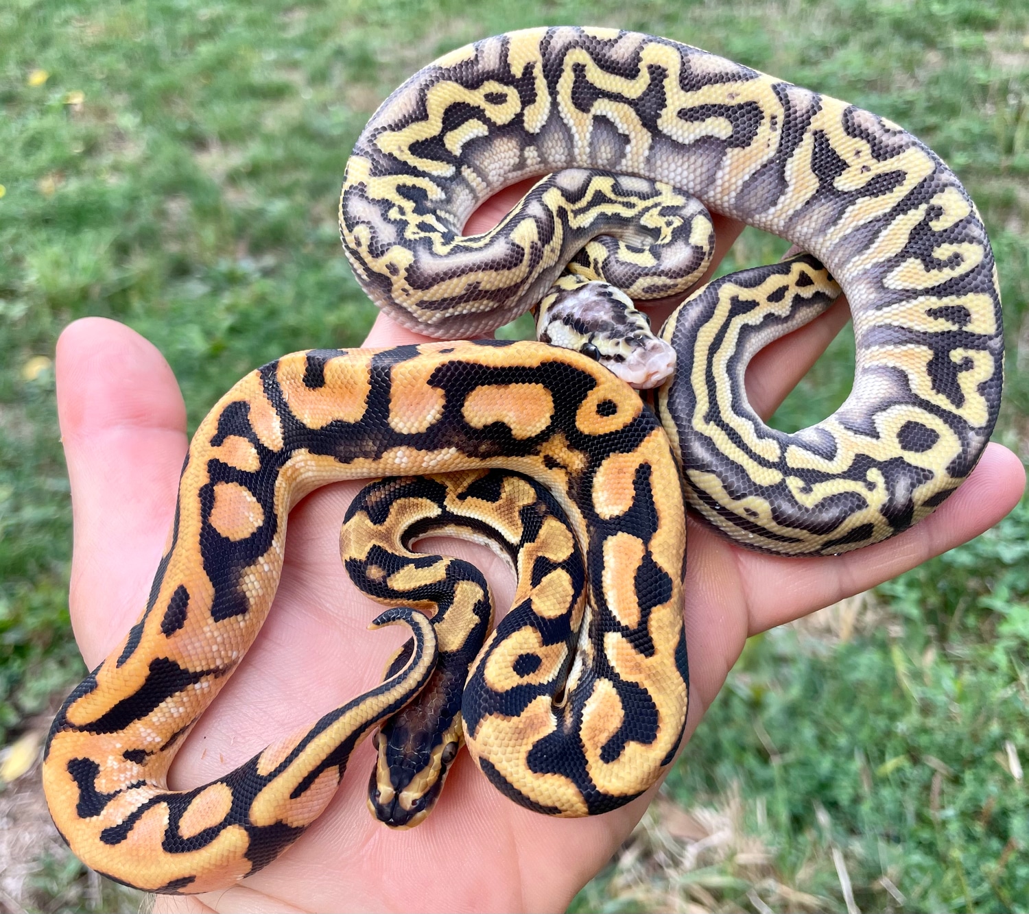 🧩Super Pastel Stranger Puzzle🧩 Ball Python by Balthozar, LLC - MorphMarket
