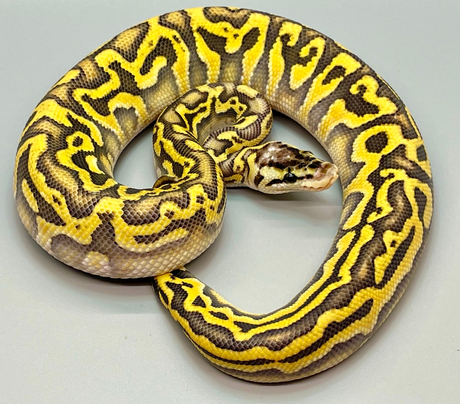 🧩Super Pastel Stranger Puzzle🧩 Ball Python by Balthozar, LLC - MorphMarket