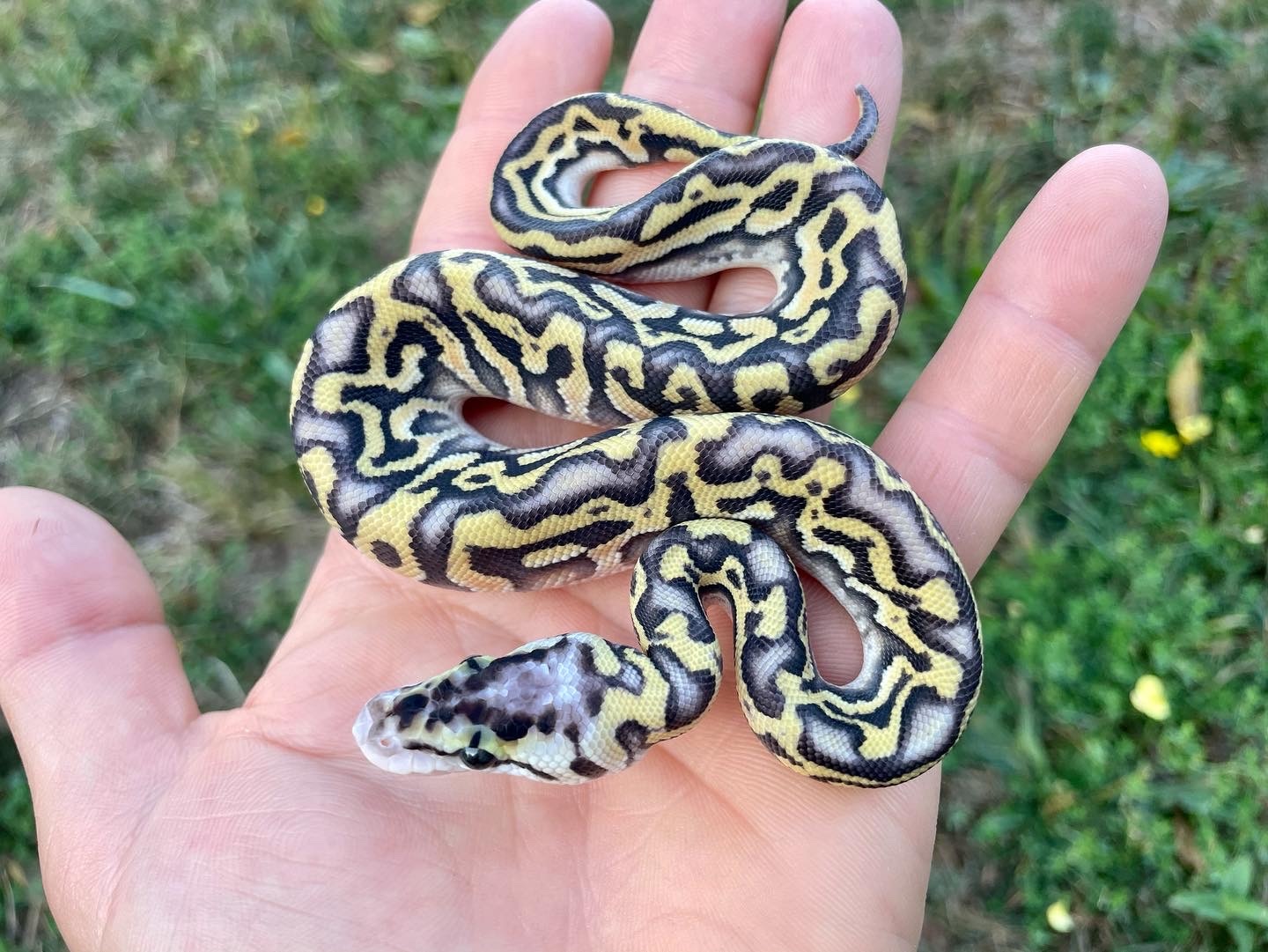 🧩Super Pastel Stranger Puzzle🧩 Ball Python by Balthozar, LLC - MorphMarket