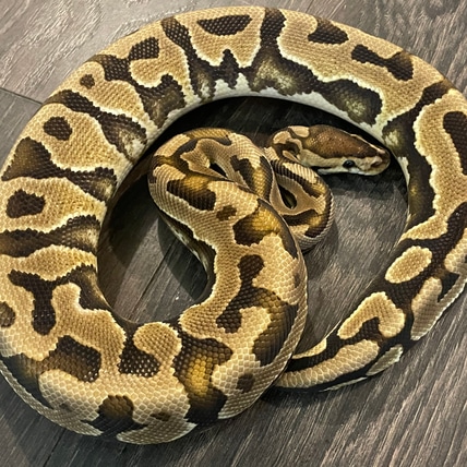 🧩Super Pastel Stranger Puzzle🧩 Ball Python by Balthozar, LLC - MorphMarket