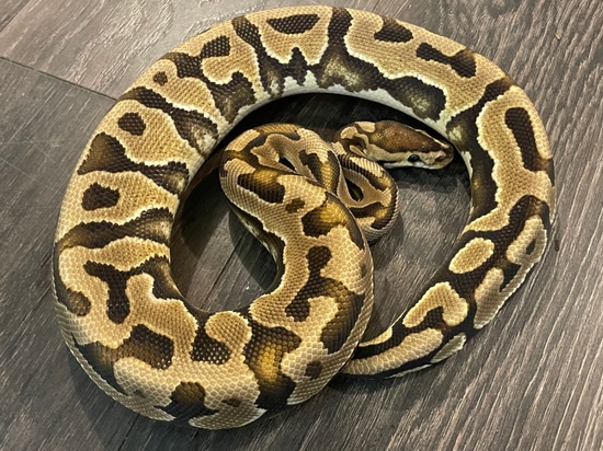 Cryptic Puzzle Ball Python by Balthozar, LLC