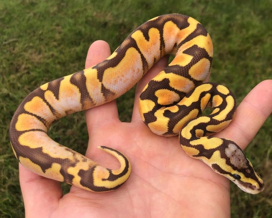 Monarch Pastel Sugar Ball Python by Balthozar, LLC