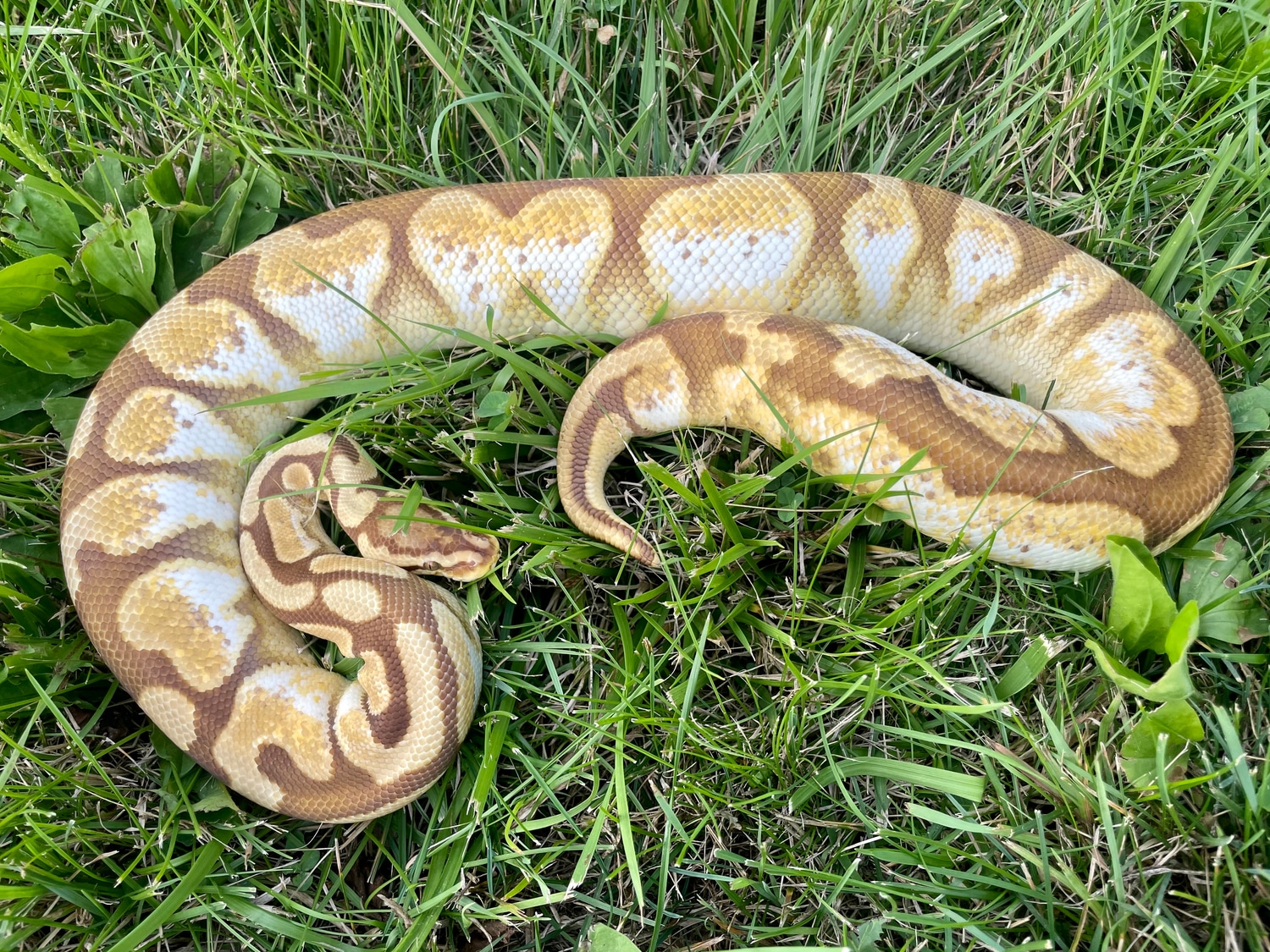 Pastel Sugar Monarch Ball Python by Balthozar, LLC - MorphMarket