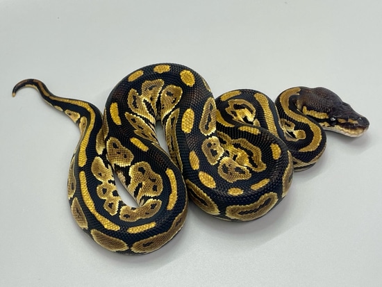 🧩Bongo 100% Het Puzzle 50% Het Pied🧩 Ball Python by Balthozar, LLC