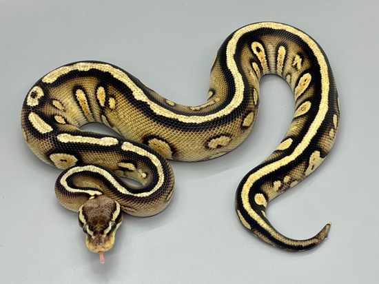 Pastel Cypress Stranger Enchi DH Hypo Pied Ball Python by Balthozar, LLC
