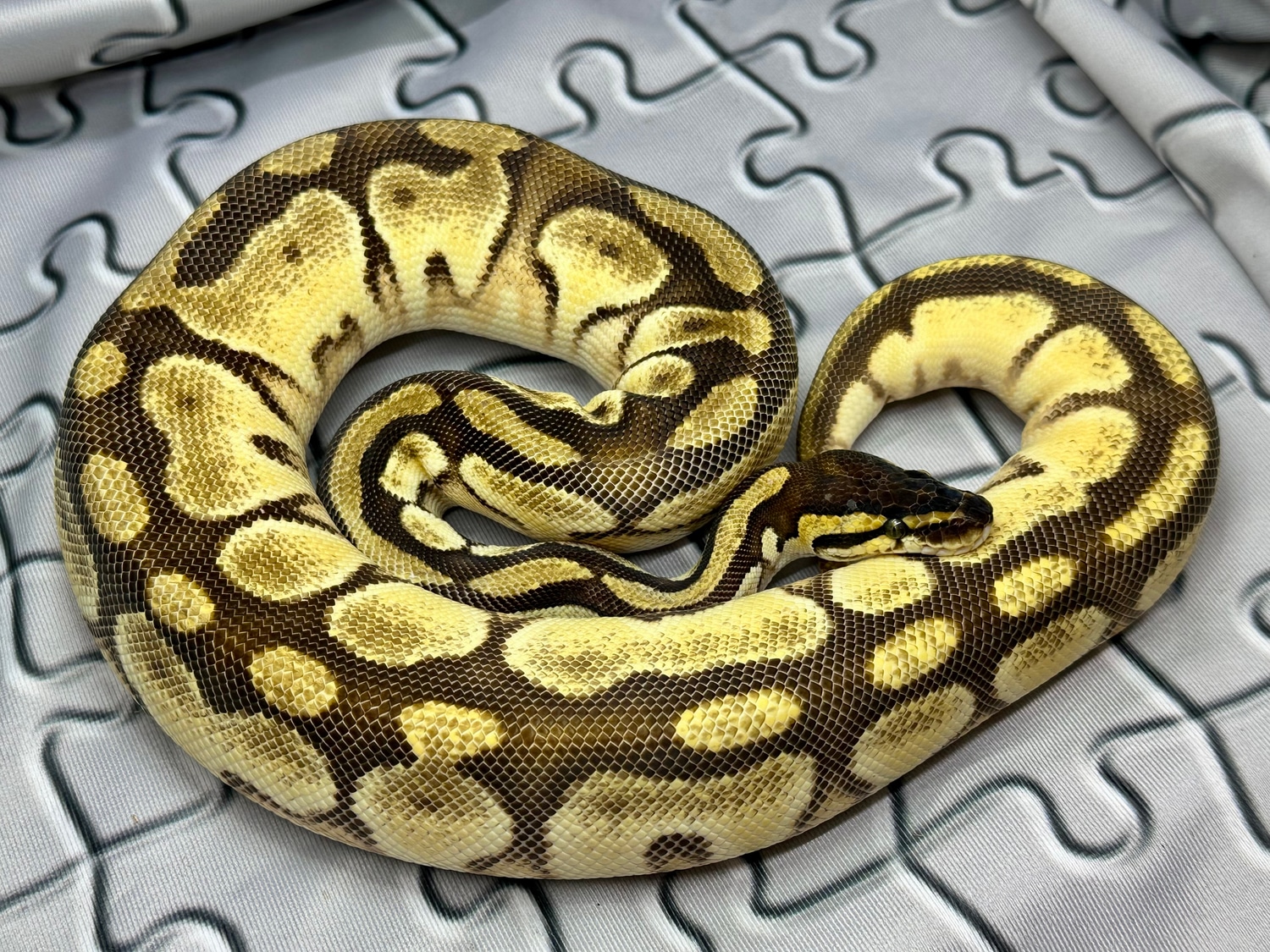 ? Bongo Orange Dream Enchi het puzzle 50% het pied