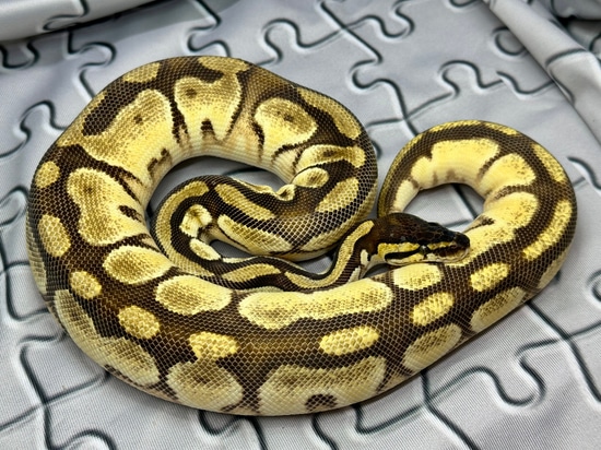 🧩 Bongo Orange Dream Enchi Het Puzzle 50% Het Pied Ball Python by Balthozar, LLC