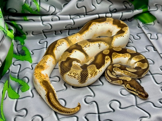 Enchi Orange Dream Calico Het Puzzle Ball Python by Balthozar, LLC