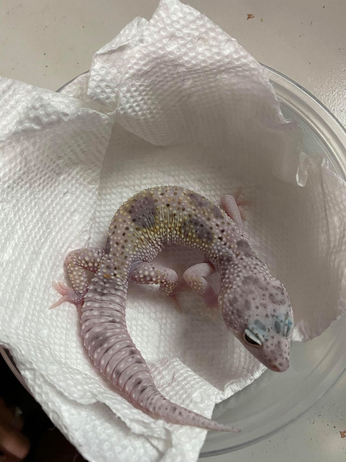 Enigma Mack Snow 100% Bell Albino 50% Eclipse Pos Black Pearl Leopard ...