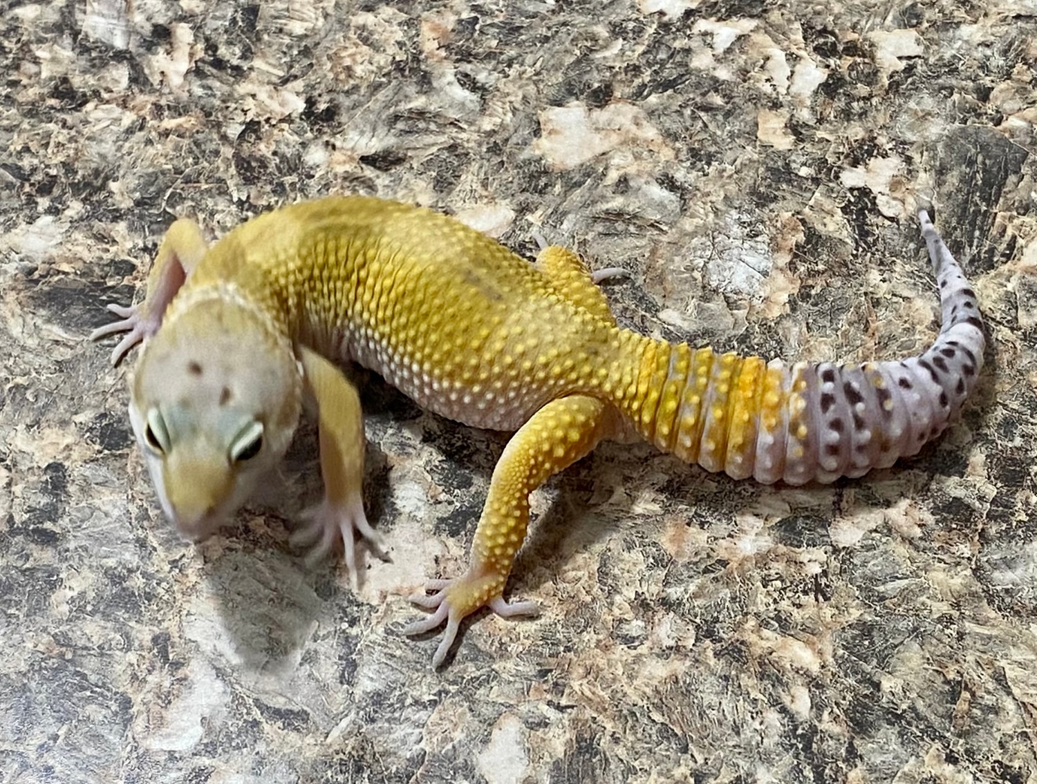 Super Hypo Sale!!! Leopard Gecko by Jones Geckos - MorphMarket