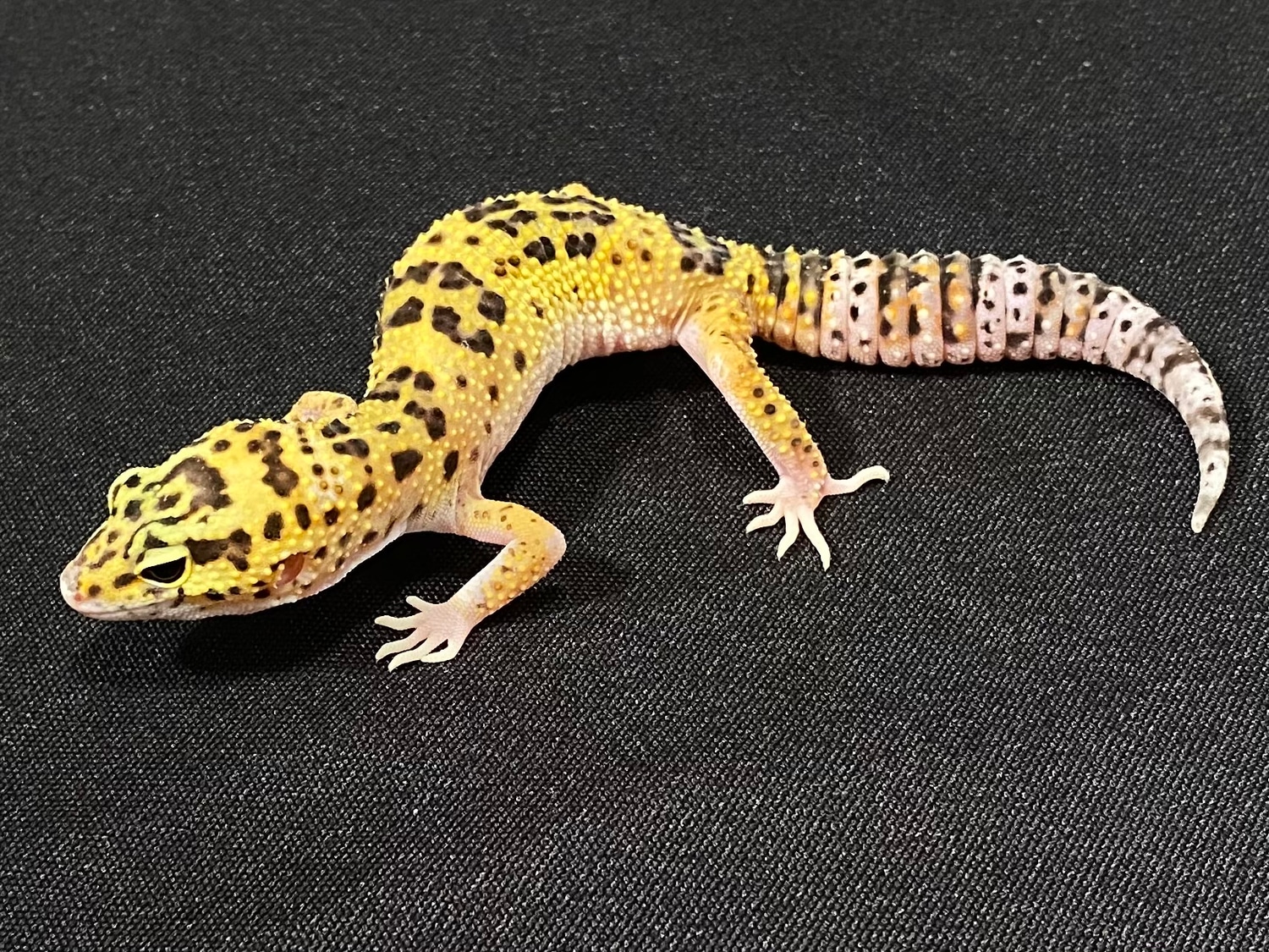 Mack Snow Eclipse Het Tremper Albino Leopard Gecko by Jones Geckos ...