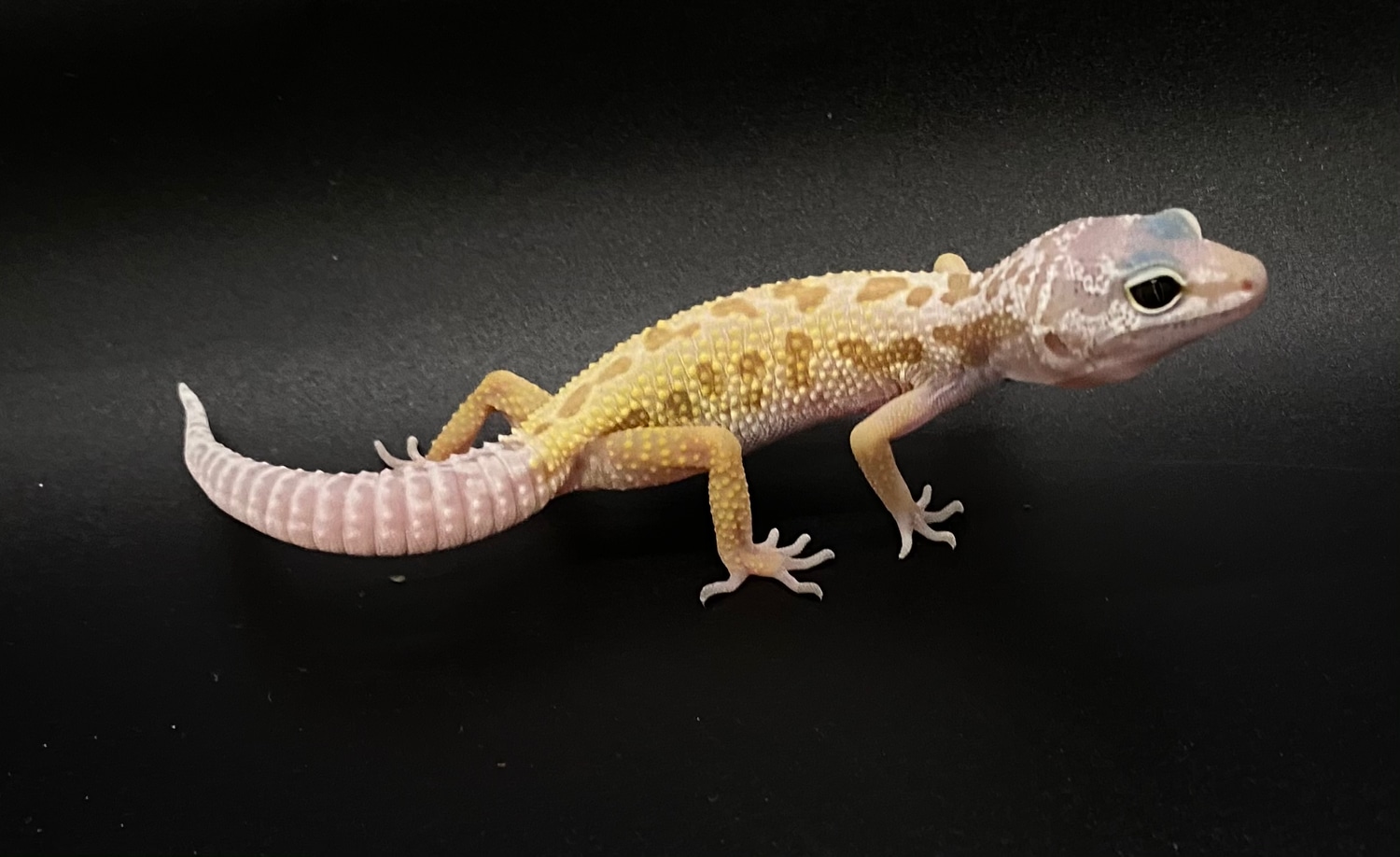 Murphy Patternless Leopard Gecko by Jones Geckos - MorphMarket