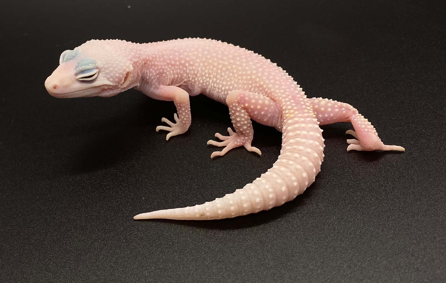 Blazing Blizzard Leopard Gecko by Jones Geckos - MorphMarket