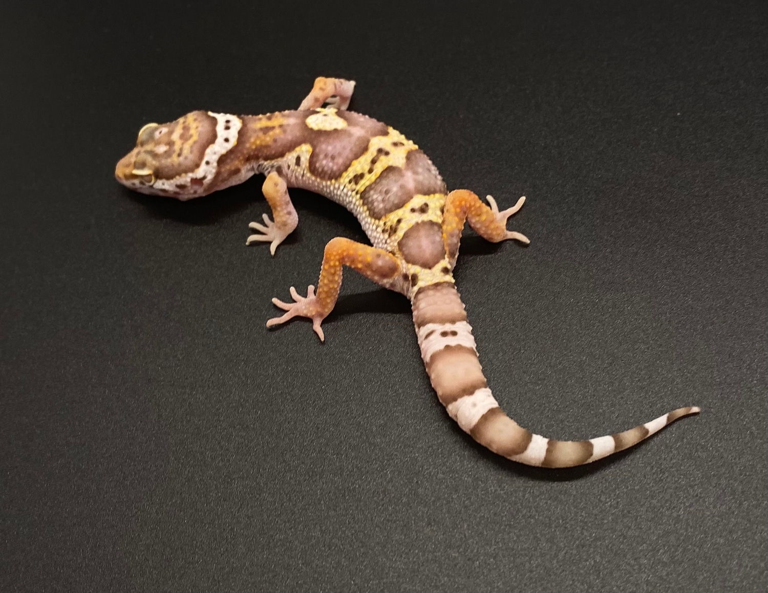 Mack Snow Tremper Albino Leopard Gecko by Jones Geckos - MorphMarket
