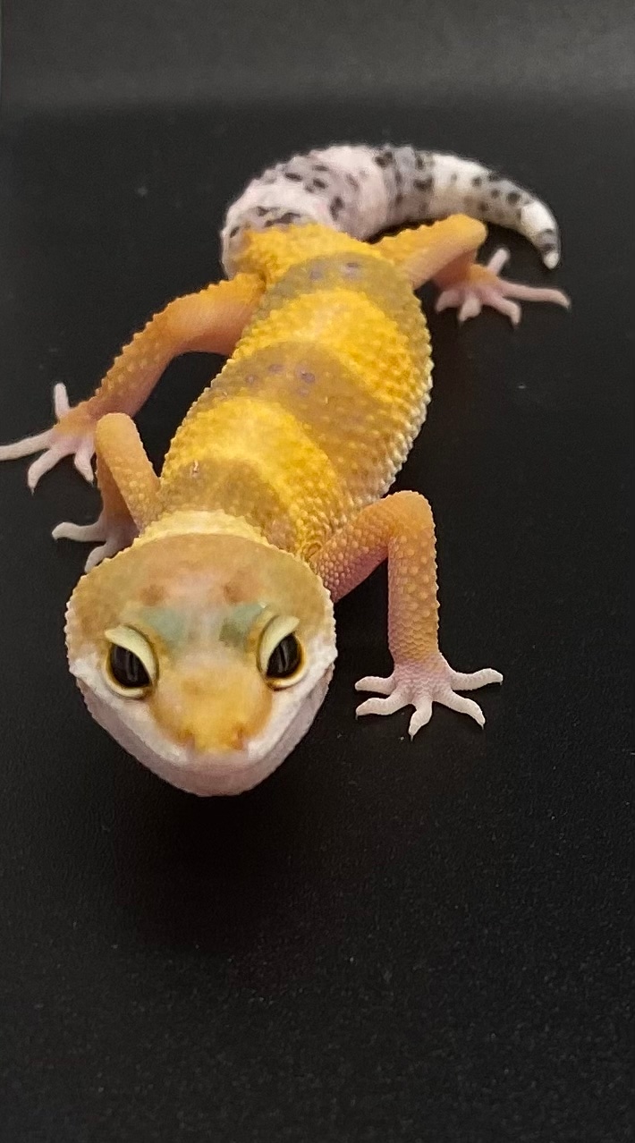SHTCTB Giant Pos Super Giant Leopard Gecko by Jones Geckos - MorphMarket