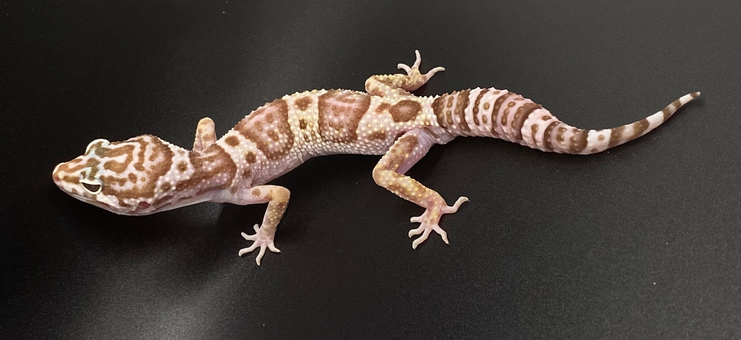 Mack Snow Tremper Albino Leopard Gecko by Jones Geckos - MorphMarket