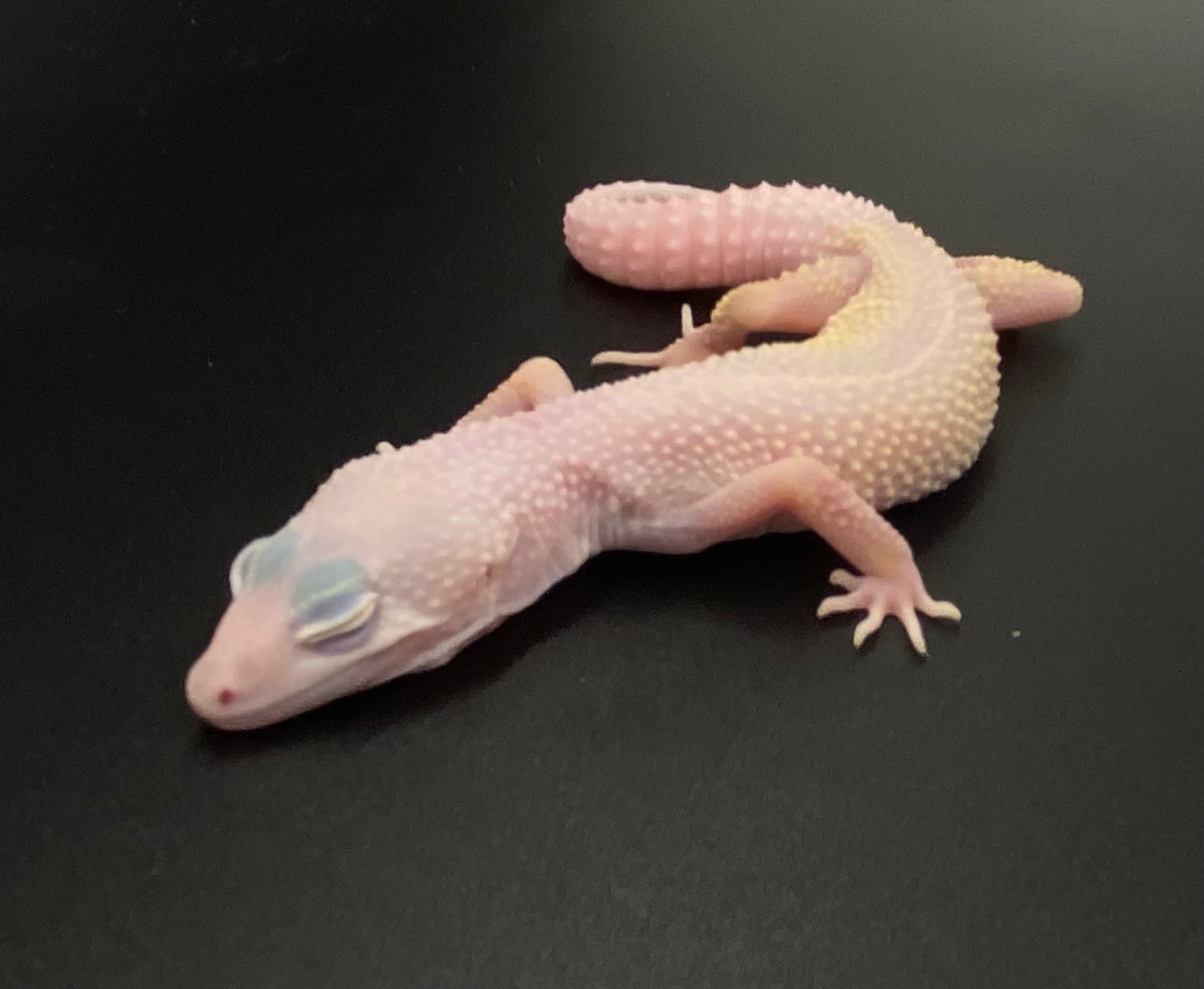Blazing Blizzard Leopard Gecko by Jones Geckos - MorphMarket