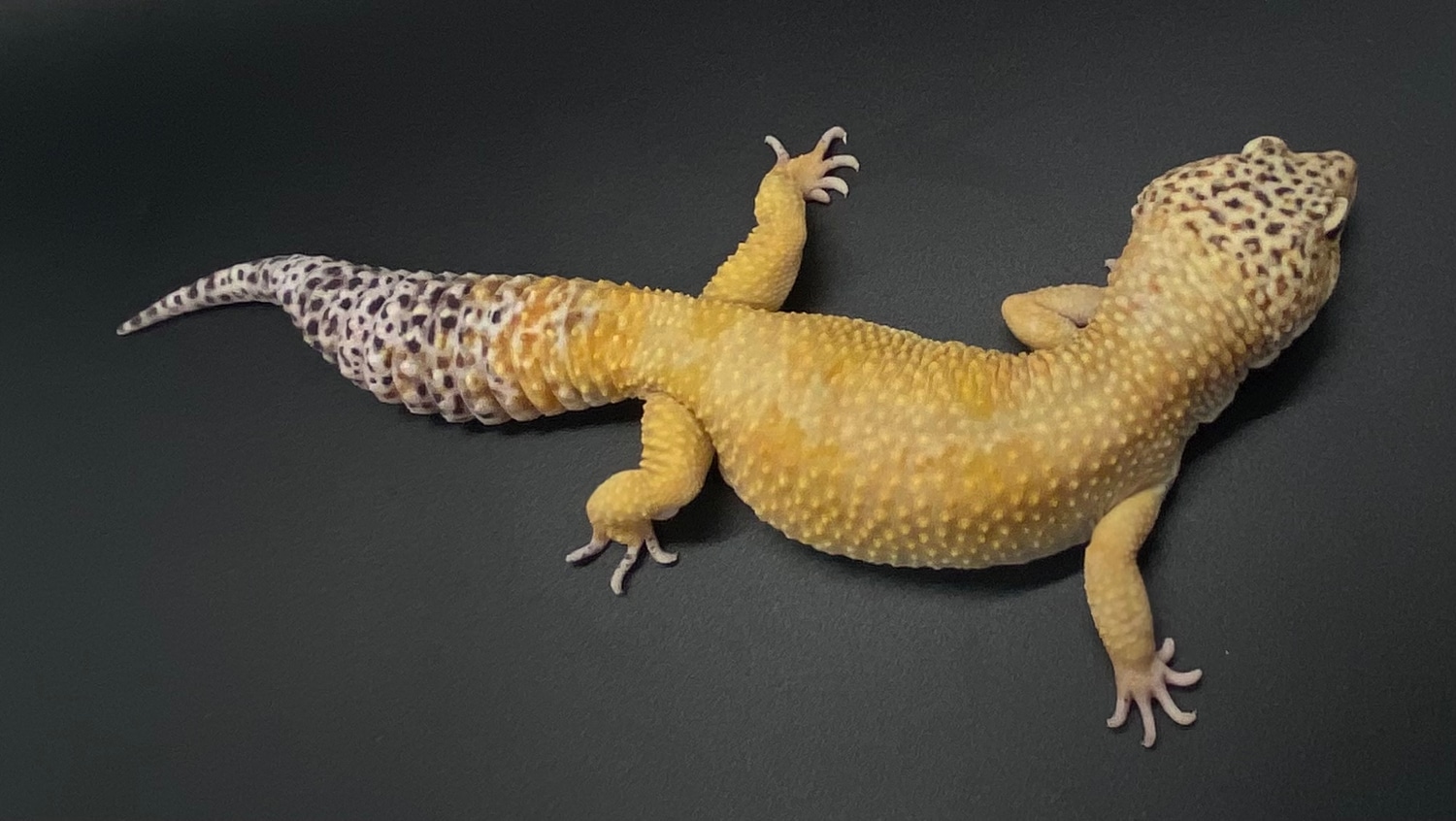 Super Giant Leopard Gecko by Jones Geckos - MorphMarket