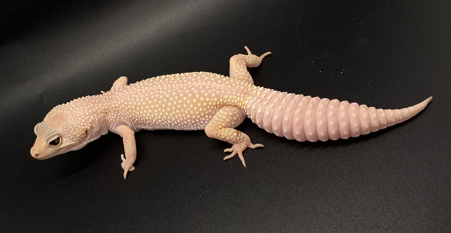 Adult Blazing Blizzard Leopard Gecko by Jones Geckos - MorphMarket