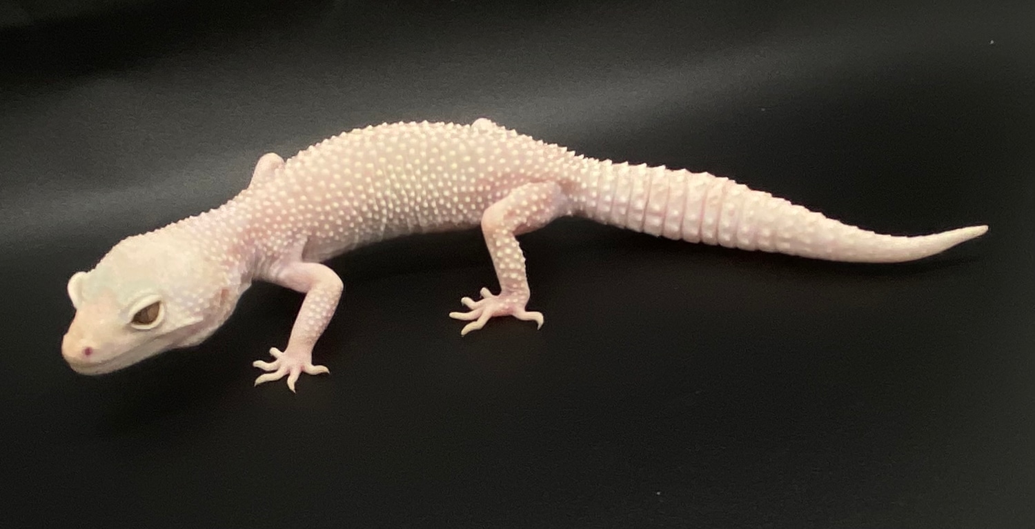 Adult Blazing Blizzard Leopard Gecko by Jones Geckos - MorphMarket