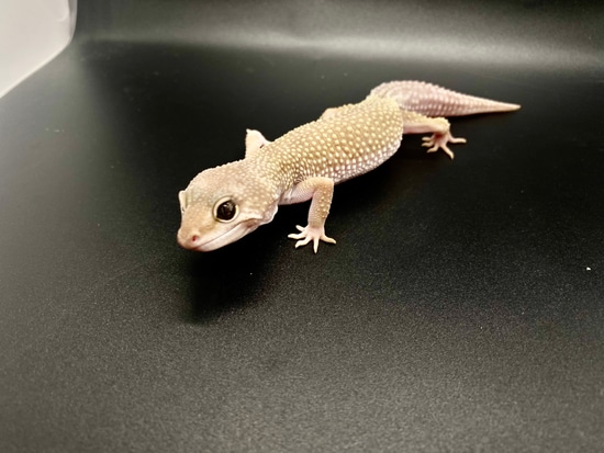 Murphy Patternless Leopard Gecko by Jones Geckos