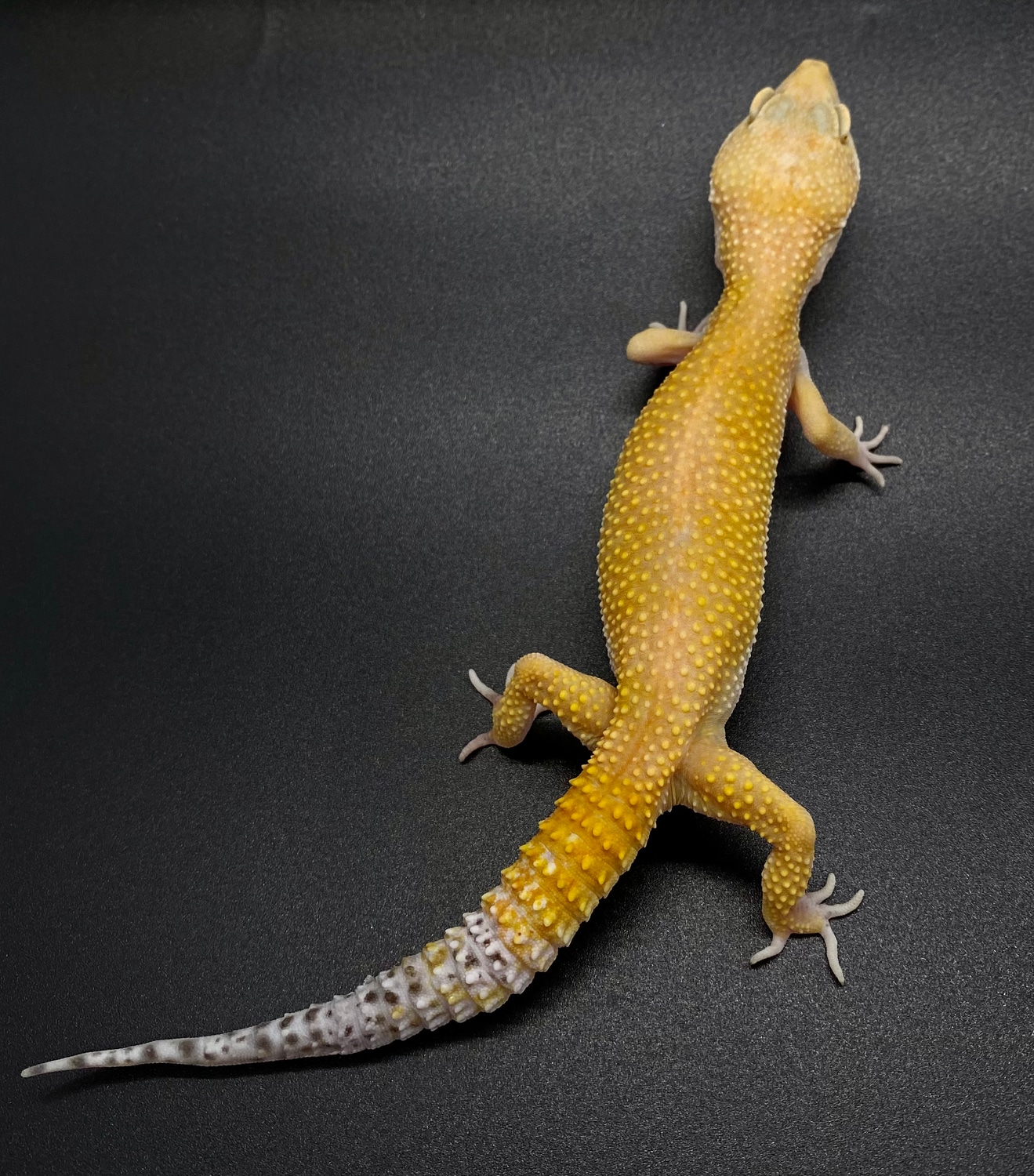 Super Hypo Tangerine Leopard Gecko by Jones Geckos - MorphMarket