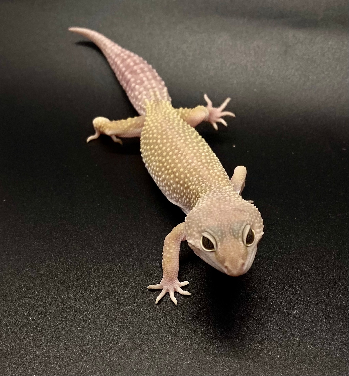 Murphy Patternless Leopard Gecko by Jones Geckos - MorphMarket