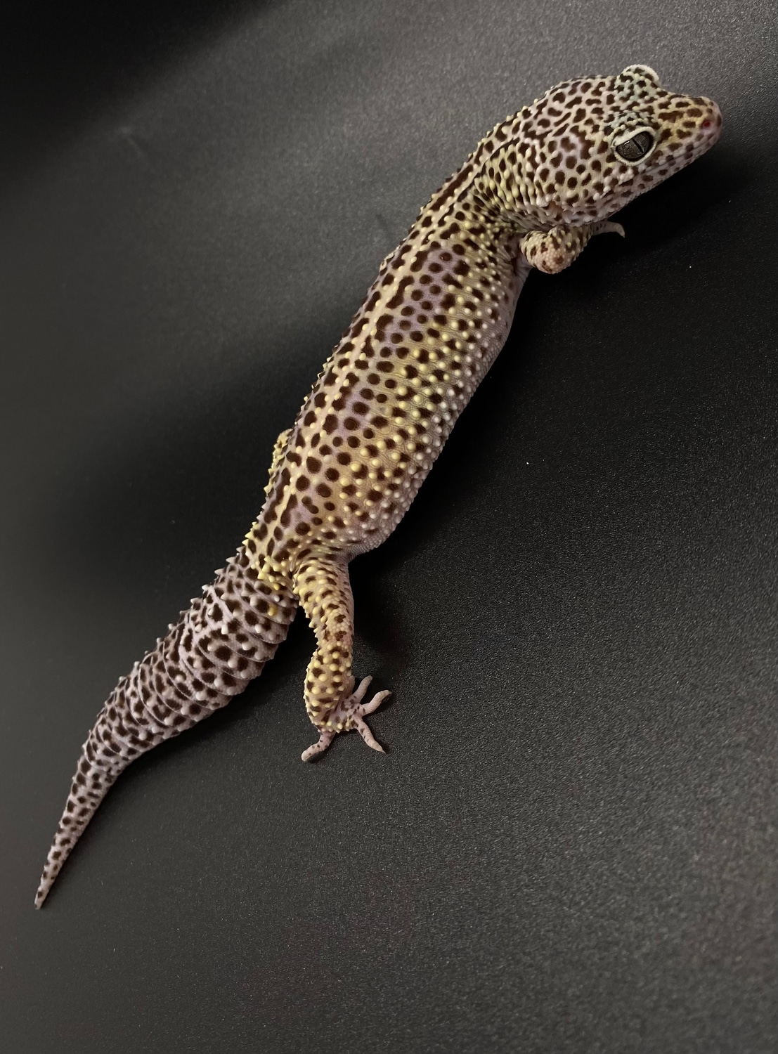 Mack Snow Eclipse Leopard Gecko by Jones Geckos - MorphMarket