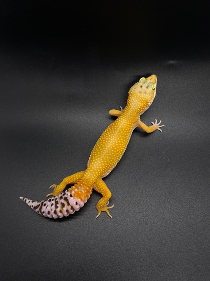 SHTCTB Leopard Gecko by Jones Geckos