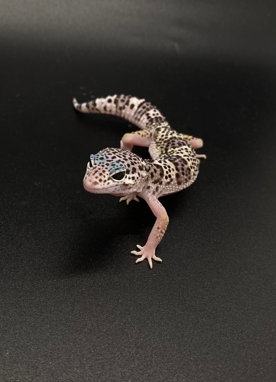 Mack Snow Leopard Gecko by Jones Geckos - MorphMarket