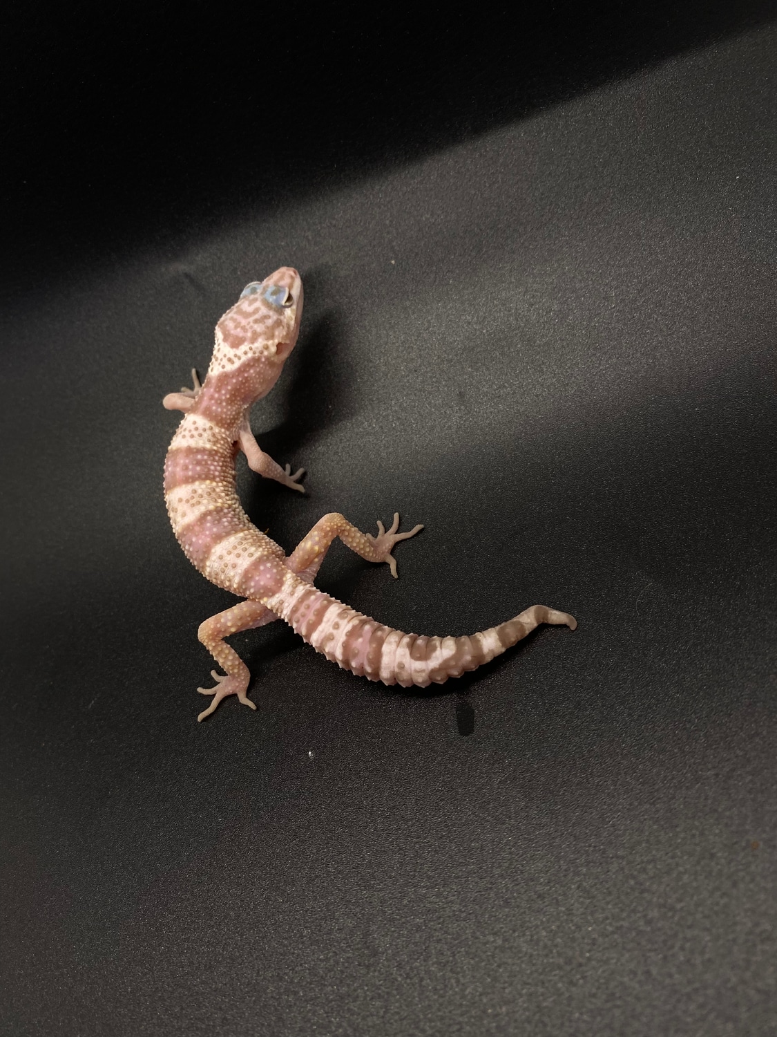 Tremper Albino Leopard Gecko by Jones Geckos - MorphMarket