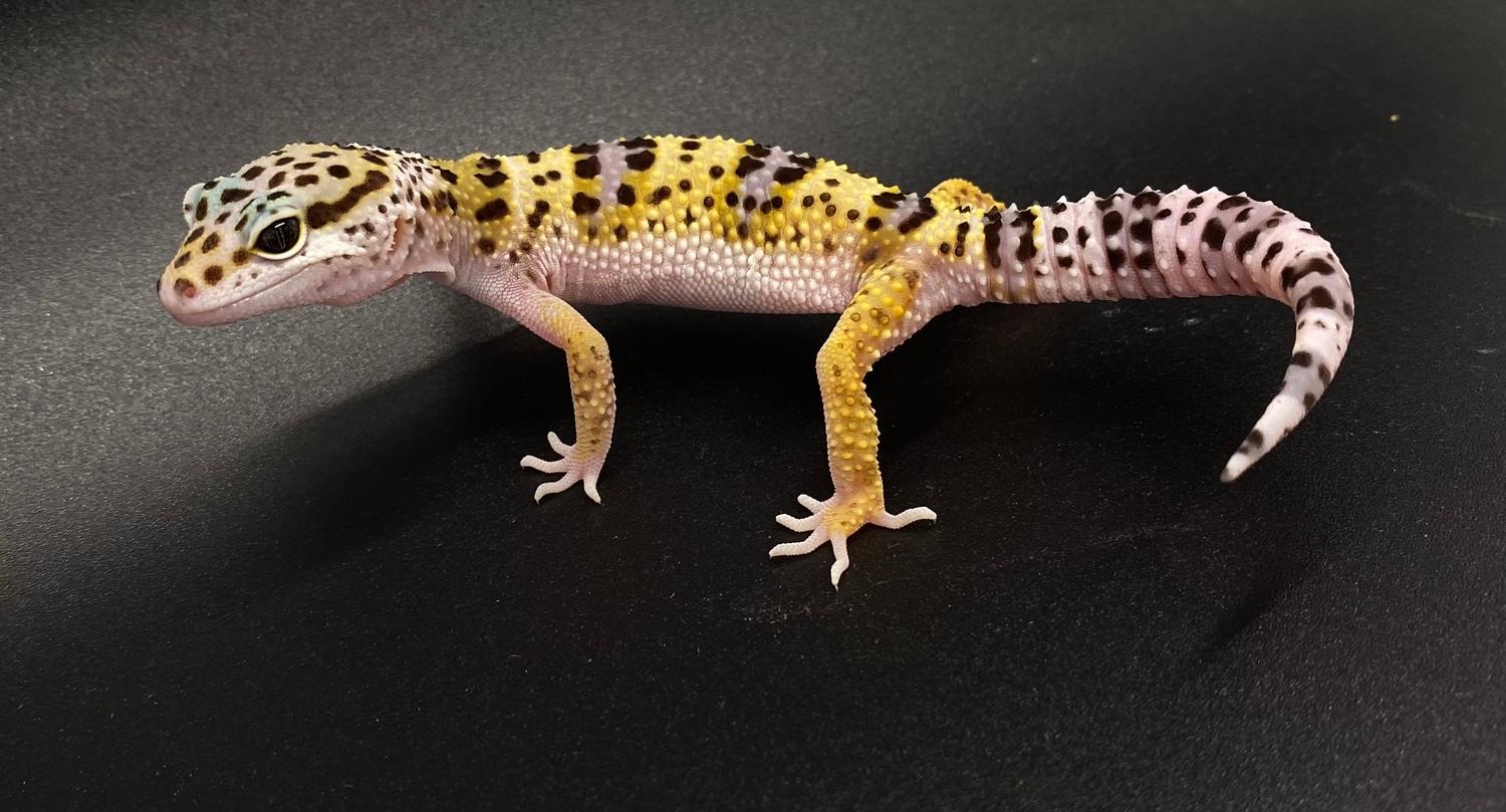 Mack Snow Leopard Gecko by Jones Geckos - MorphMarket