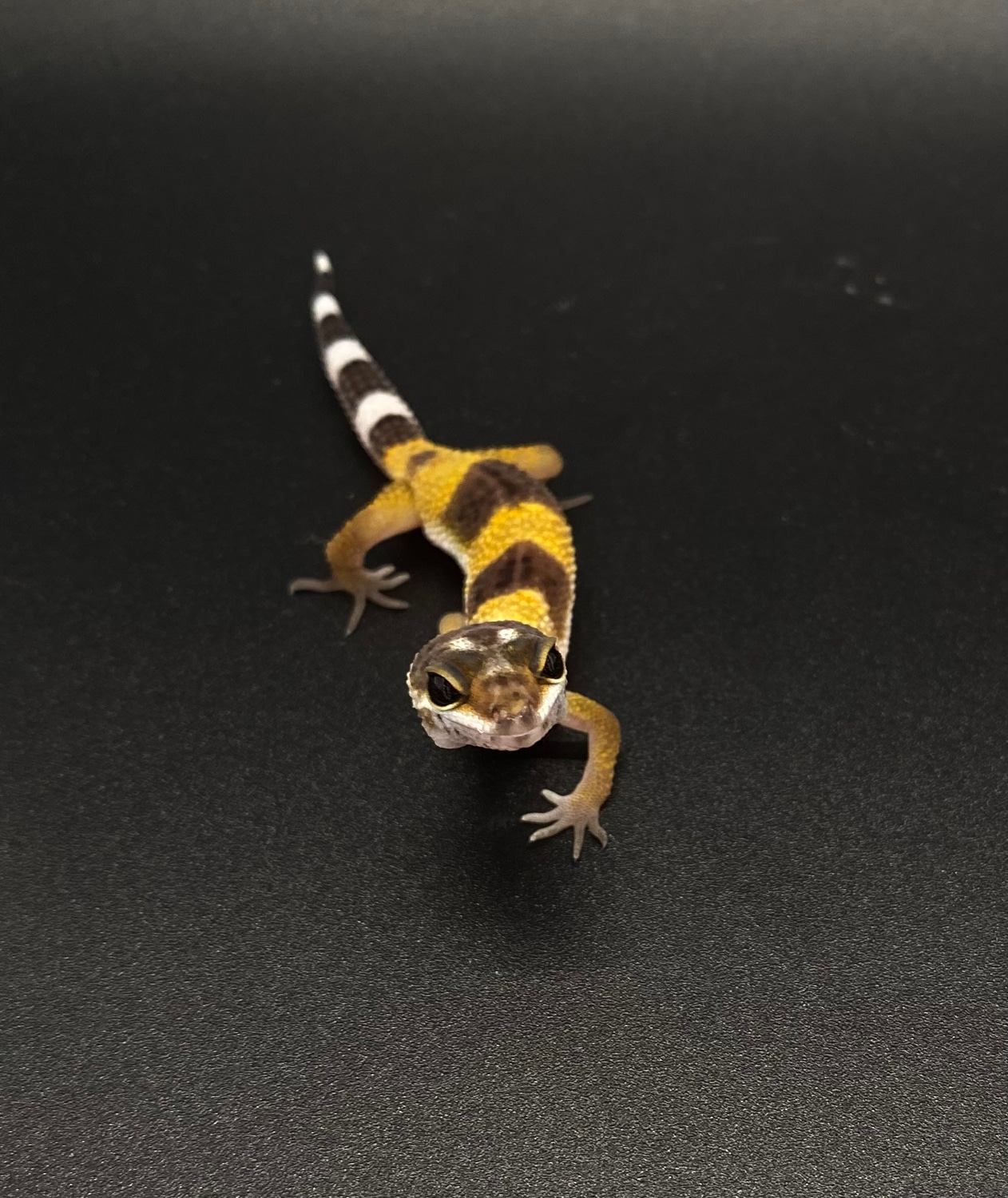 Super Hypo Tangerine Carrot Tail Leopard Gecko by Jones Geckos ...