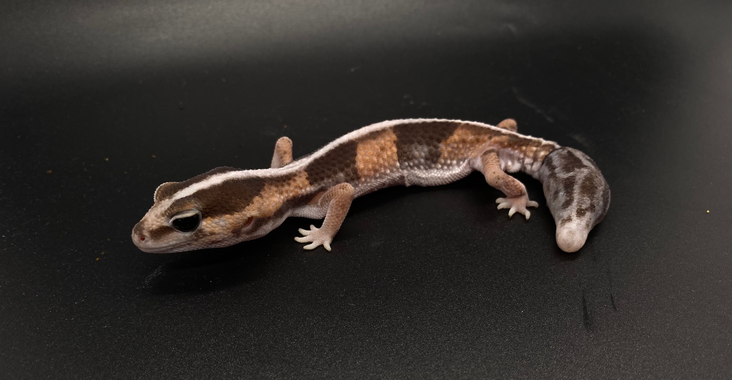 Normal Striped African Fat-Tailed Gecko by Jones Geckos - MorphMarket