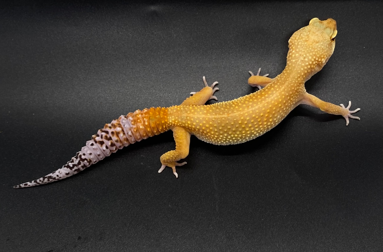 SHTCTB Leopard Gecko by Jones Geckos - MorphMarket