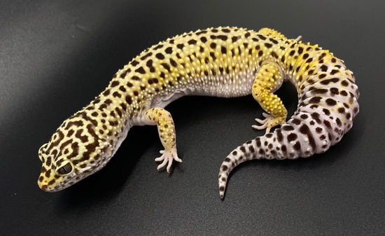 Bold Super Giant Leopard Gecko by Jones Geckos