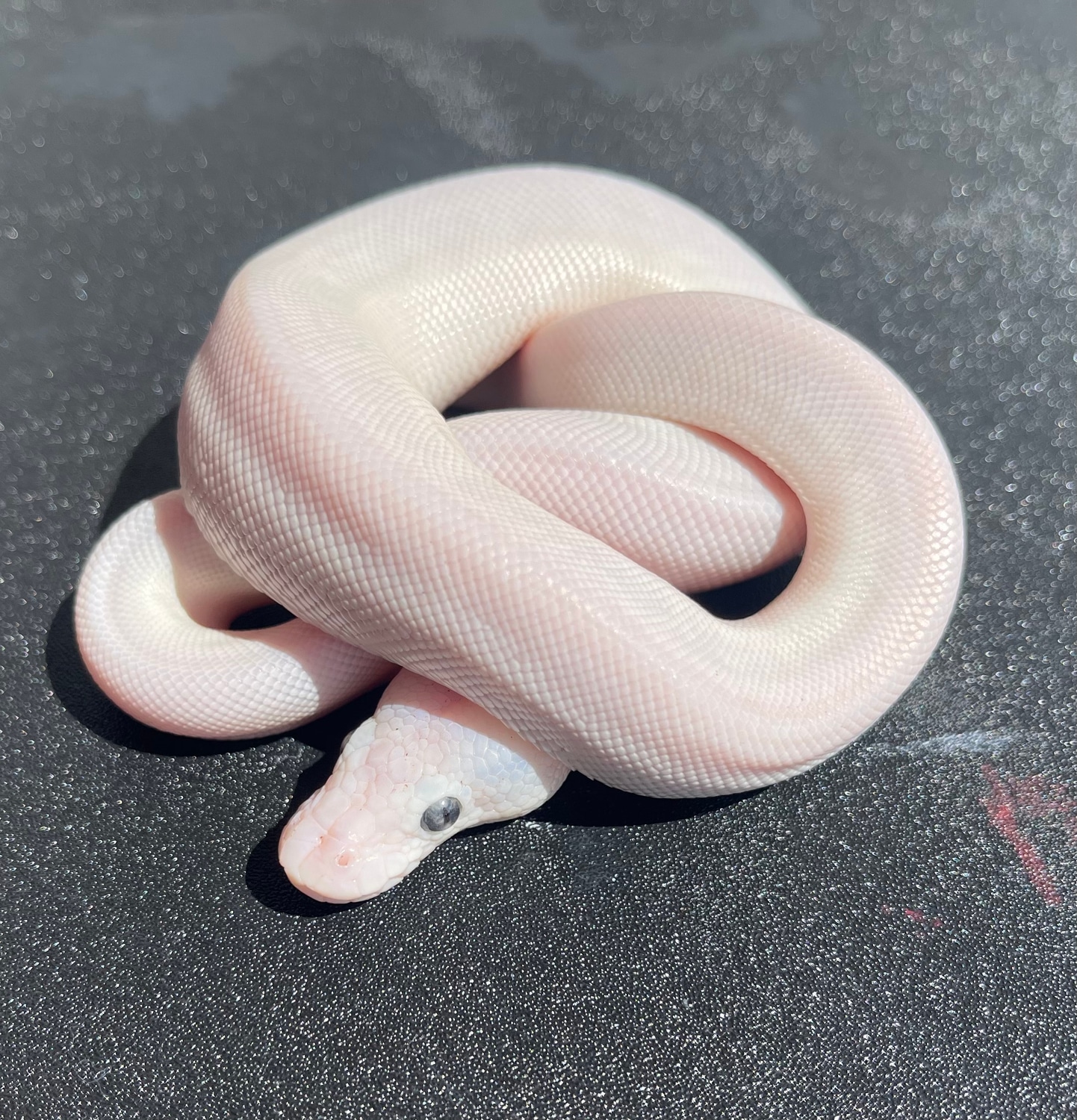 22 BEL (Lesser/Mojave) Ball Python by Space City Serpents - MorphMarket
