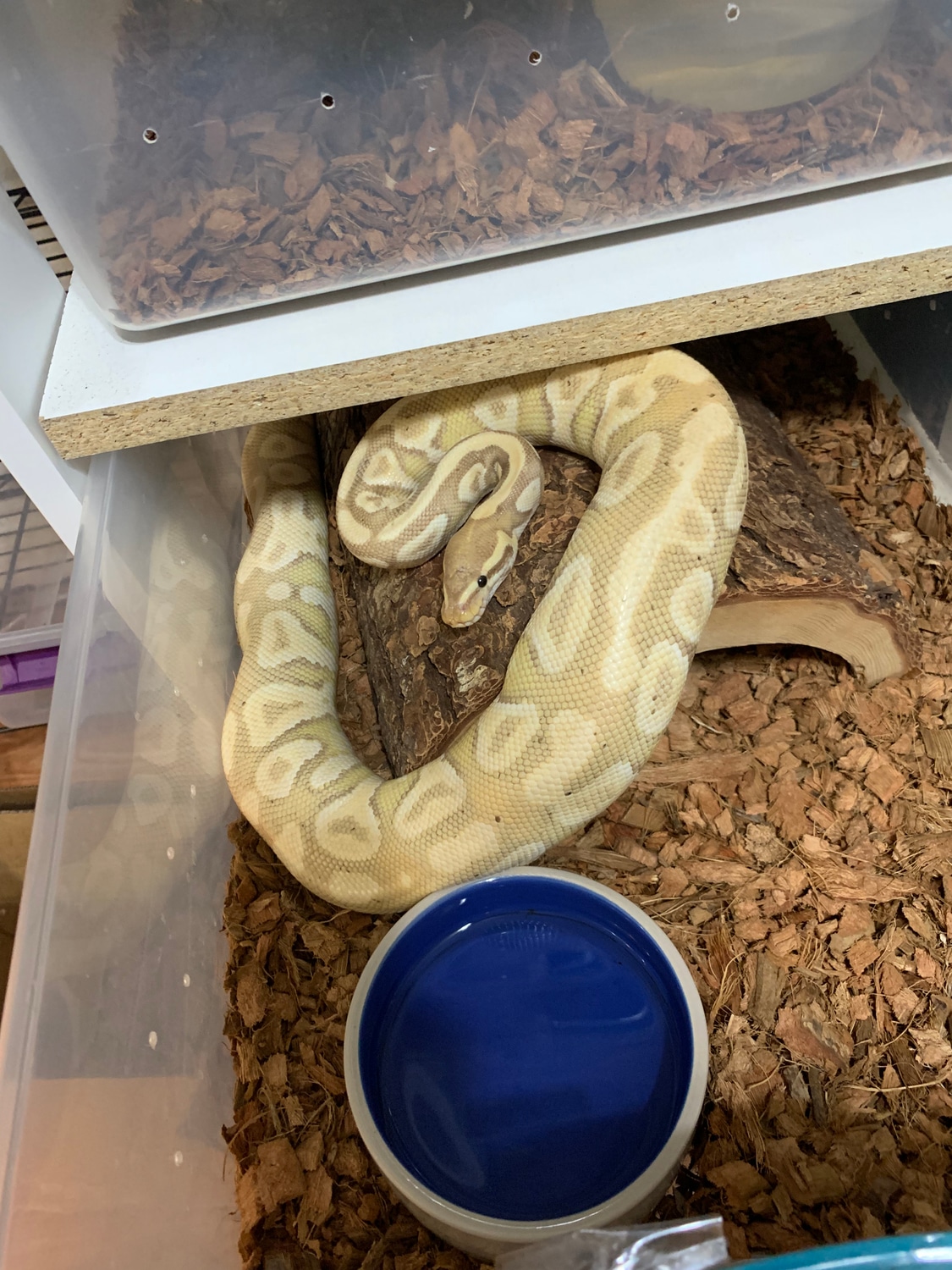 Banana Mojave Ball Python by Jones Exotics - MorphMarket