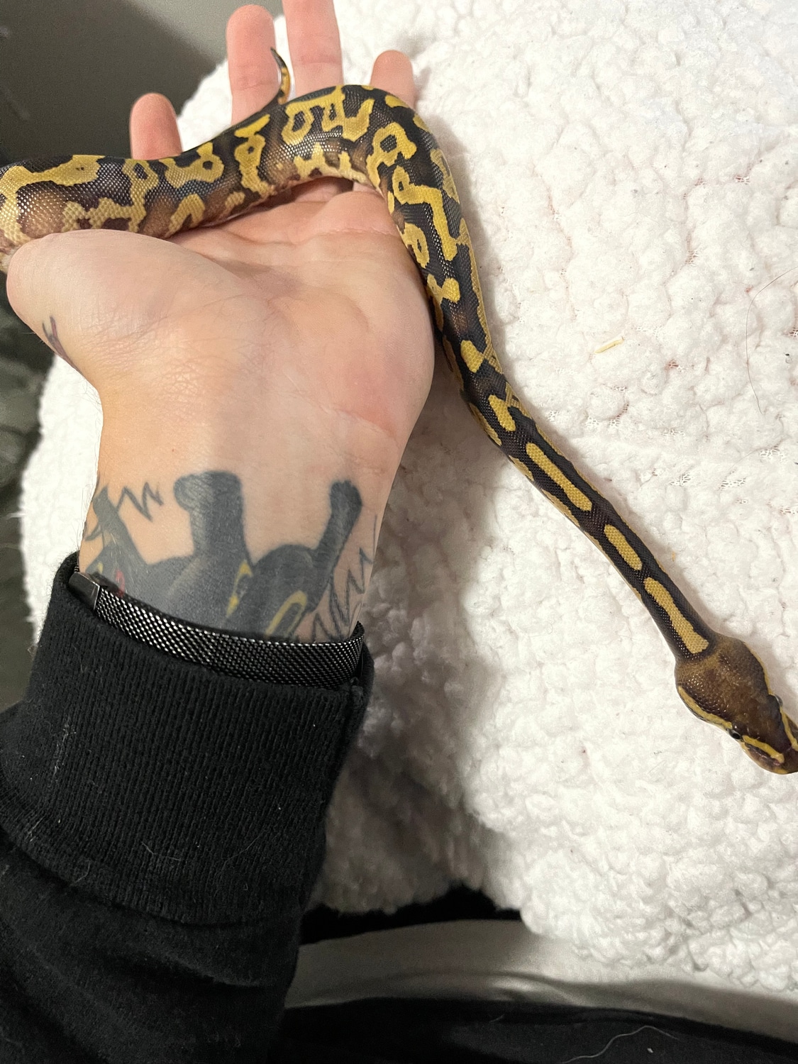 Leopard Mojave Ball Python by Jones Exotics - MorphMarket