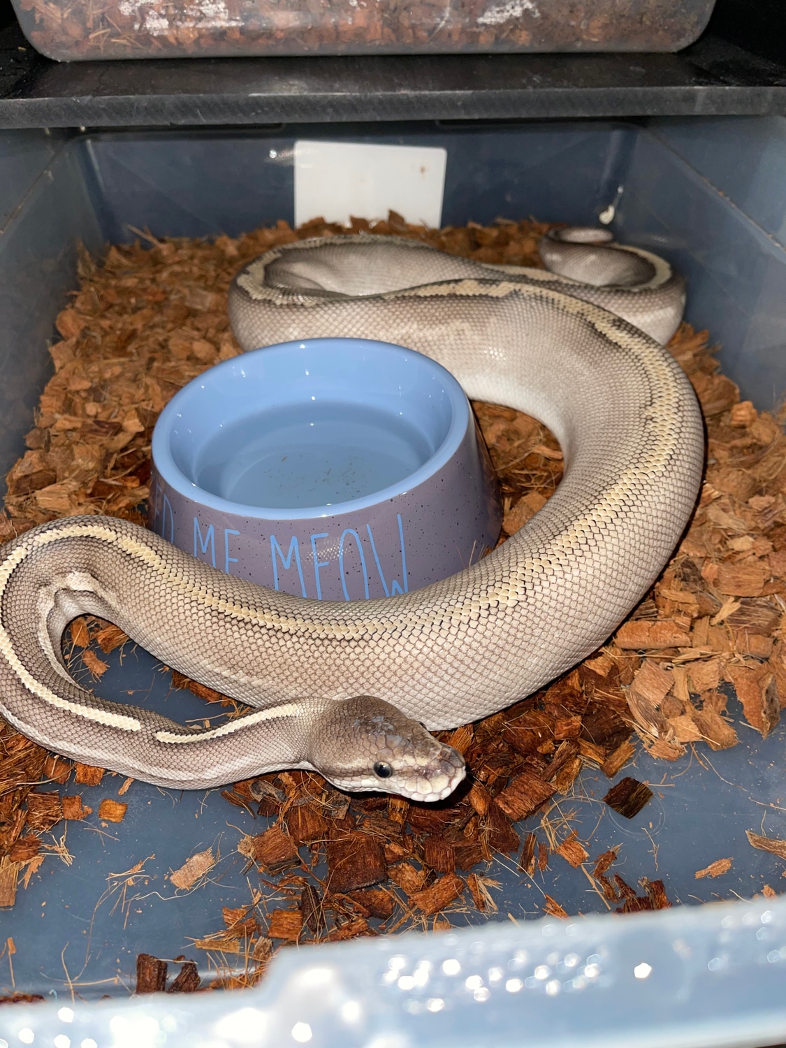 Leopard Mystic Potion Ball Python by Jones Exotics - MorphMarket