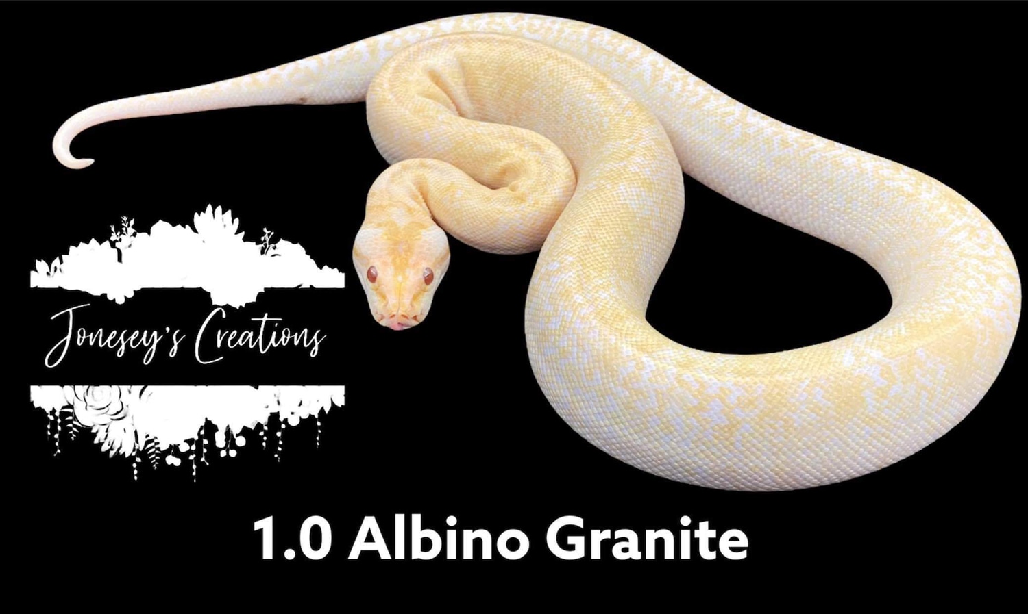 Albino Granite Burmese Python by Jonesey's Creations - MorphMarket