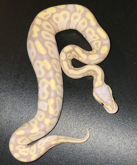 Super Pastel Banana Het Clown Possible Fire Ball Python by Fawkes Reptiles