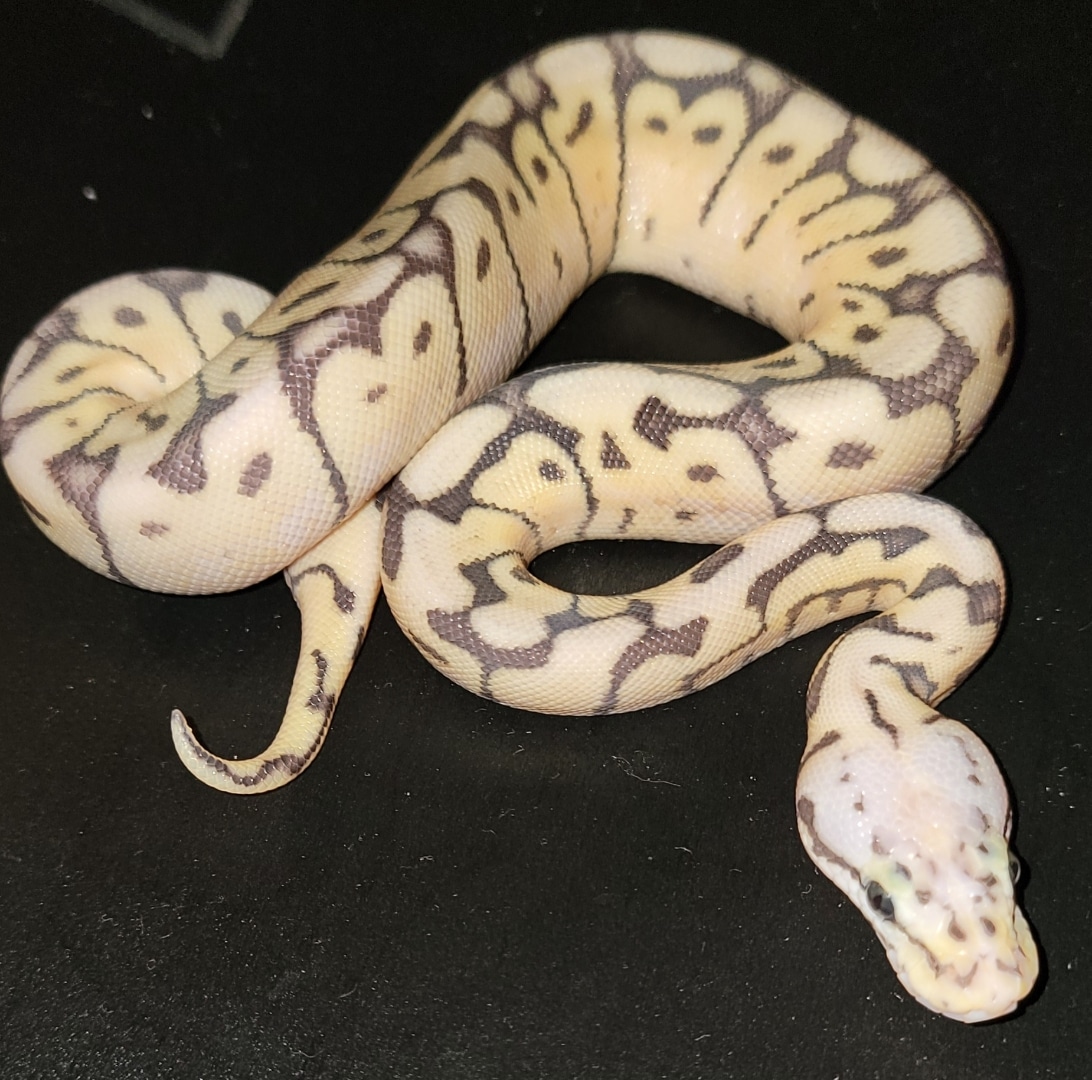 Killer Bee Ball Python by Fawkes Reptiles - MorphMarket