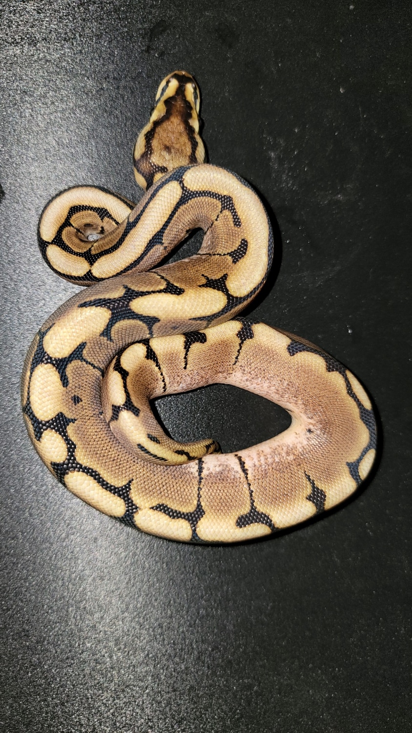 Spider Het Clown Ball Python by Fawkes Reptiles - MorphMarket